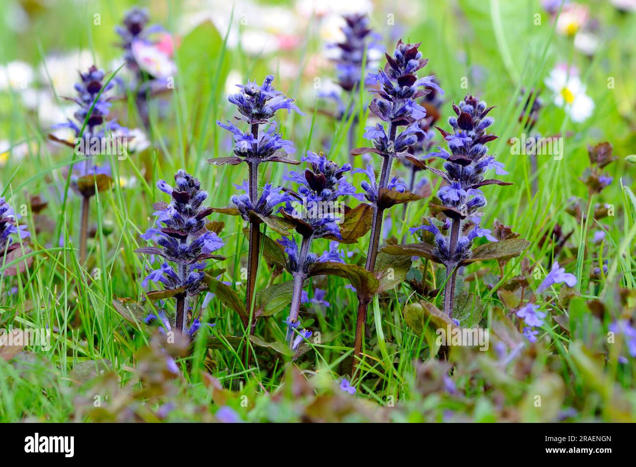 Common bugle, Ajuga reptans Stock Photo - Alamy