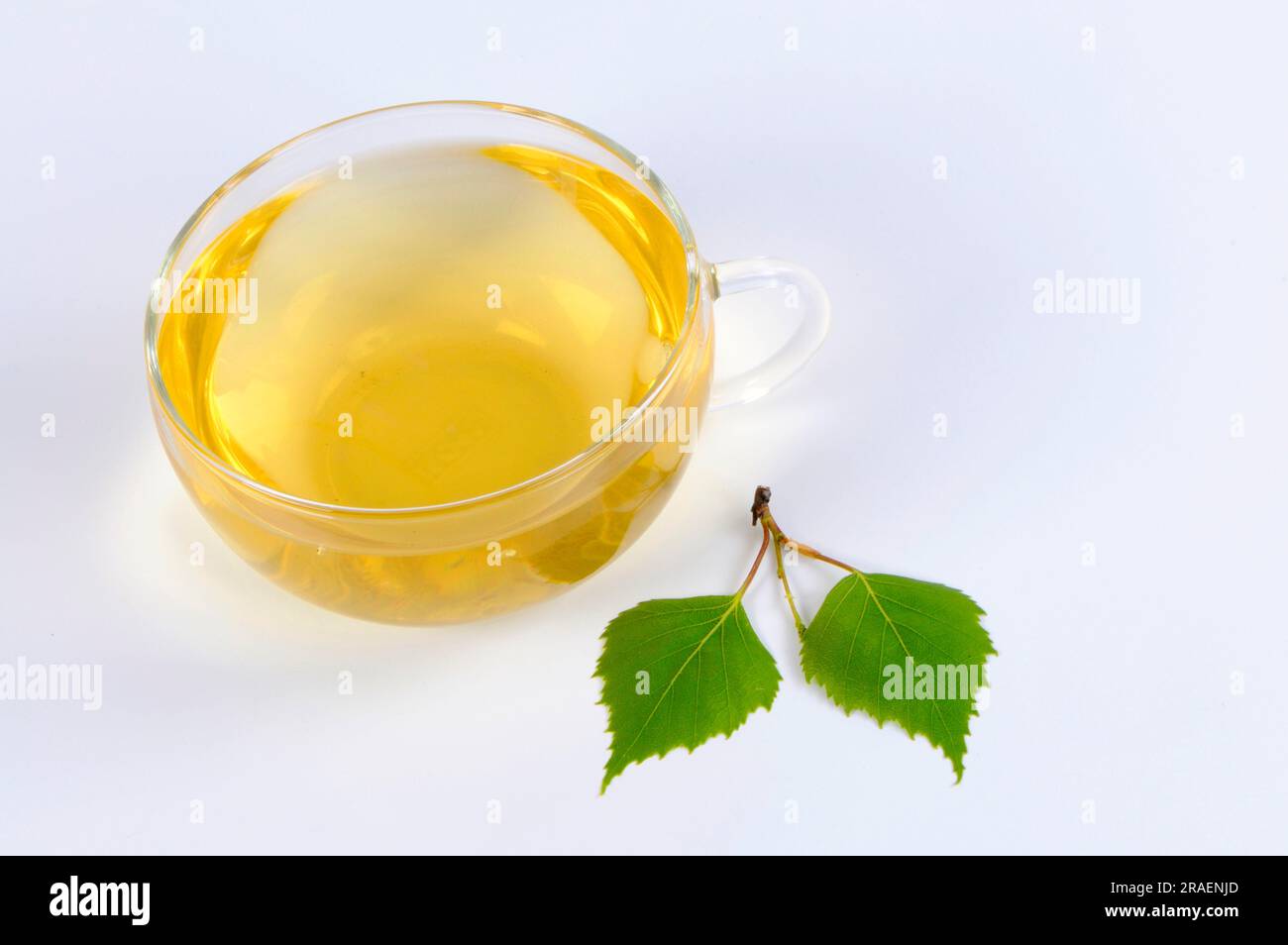 Cup of birch leaf tea, sand birch, white birch, weeping birch (Betula ...