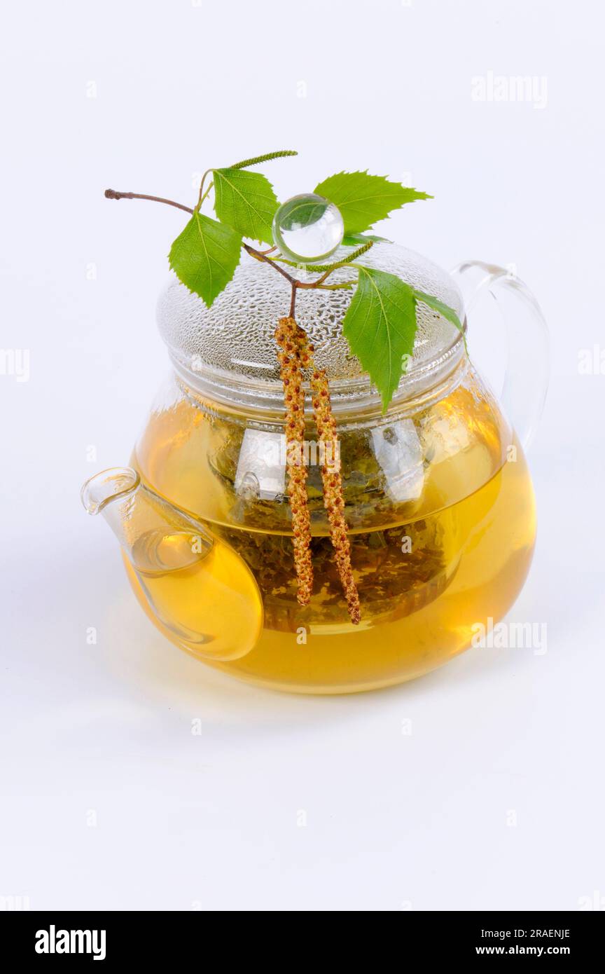 Pot birch leaf tea, sand birch, white birch, weeping birch (Betula ...