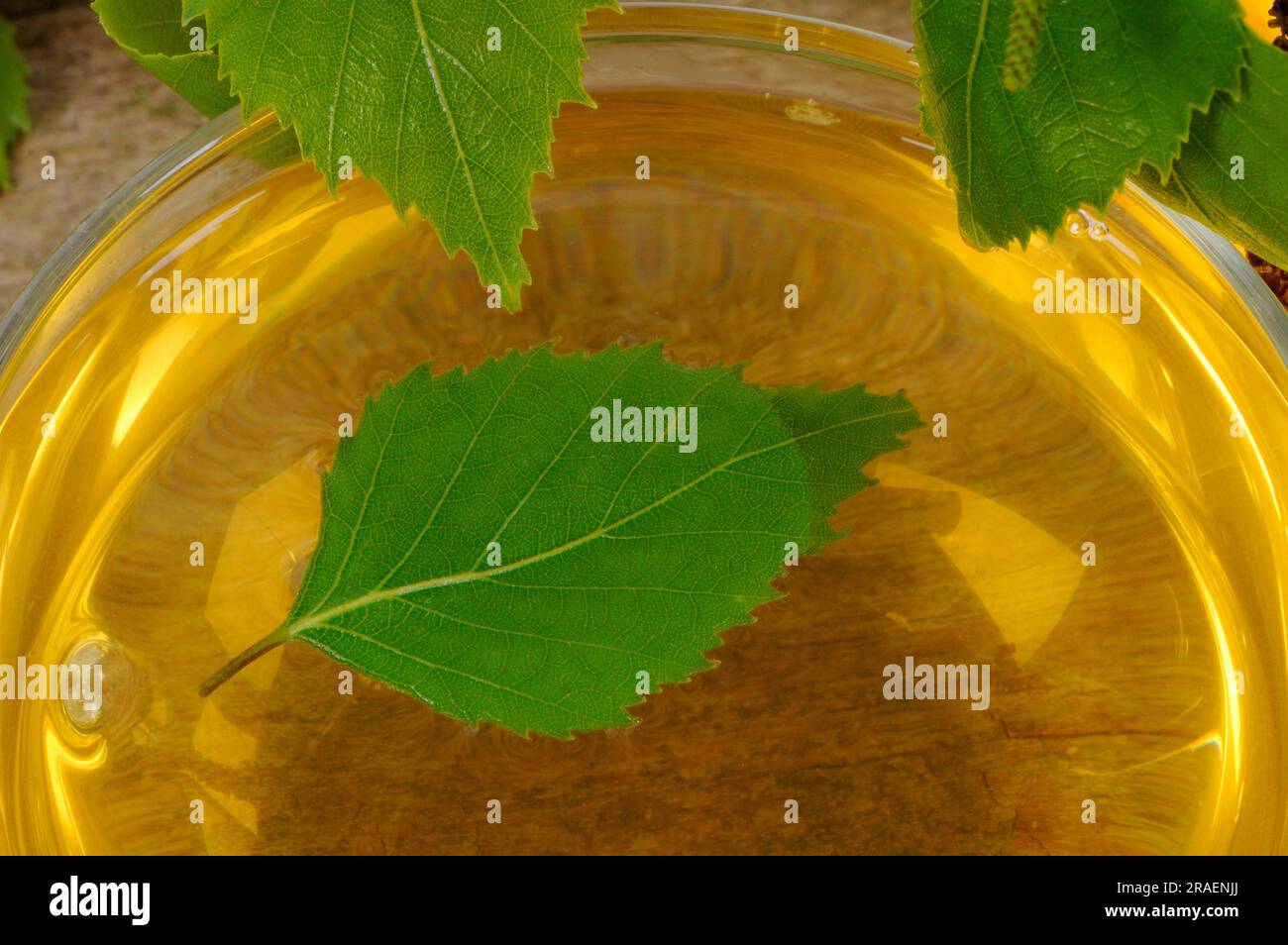 Cup of birch leaf tea, sand birch, white birch, weeping birch (Betula ...