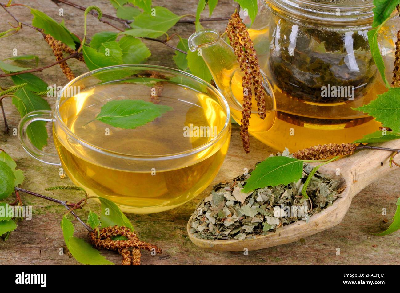 Cup of birch leaf tea, sand birch, white birch, weeping birch (Betula ...