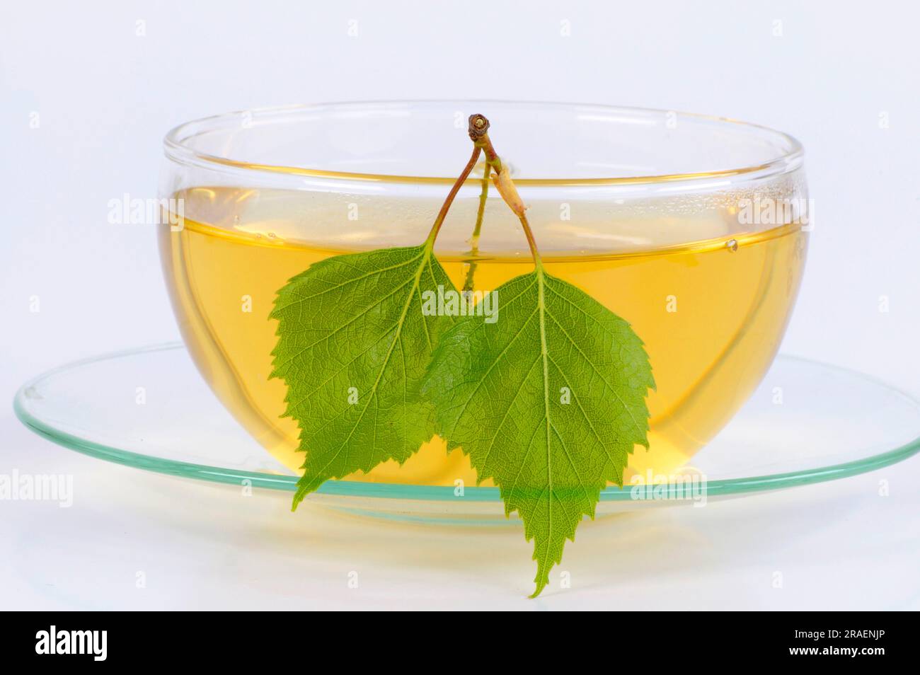 Cup of birch leaf tea, sand birch, white birch, weeping birch (Betula ...