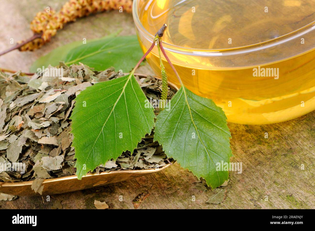 Cup of birch leaf tea, sand birch, white birch, weeping birch (Betula ...