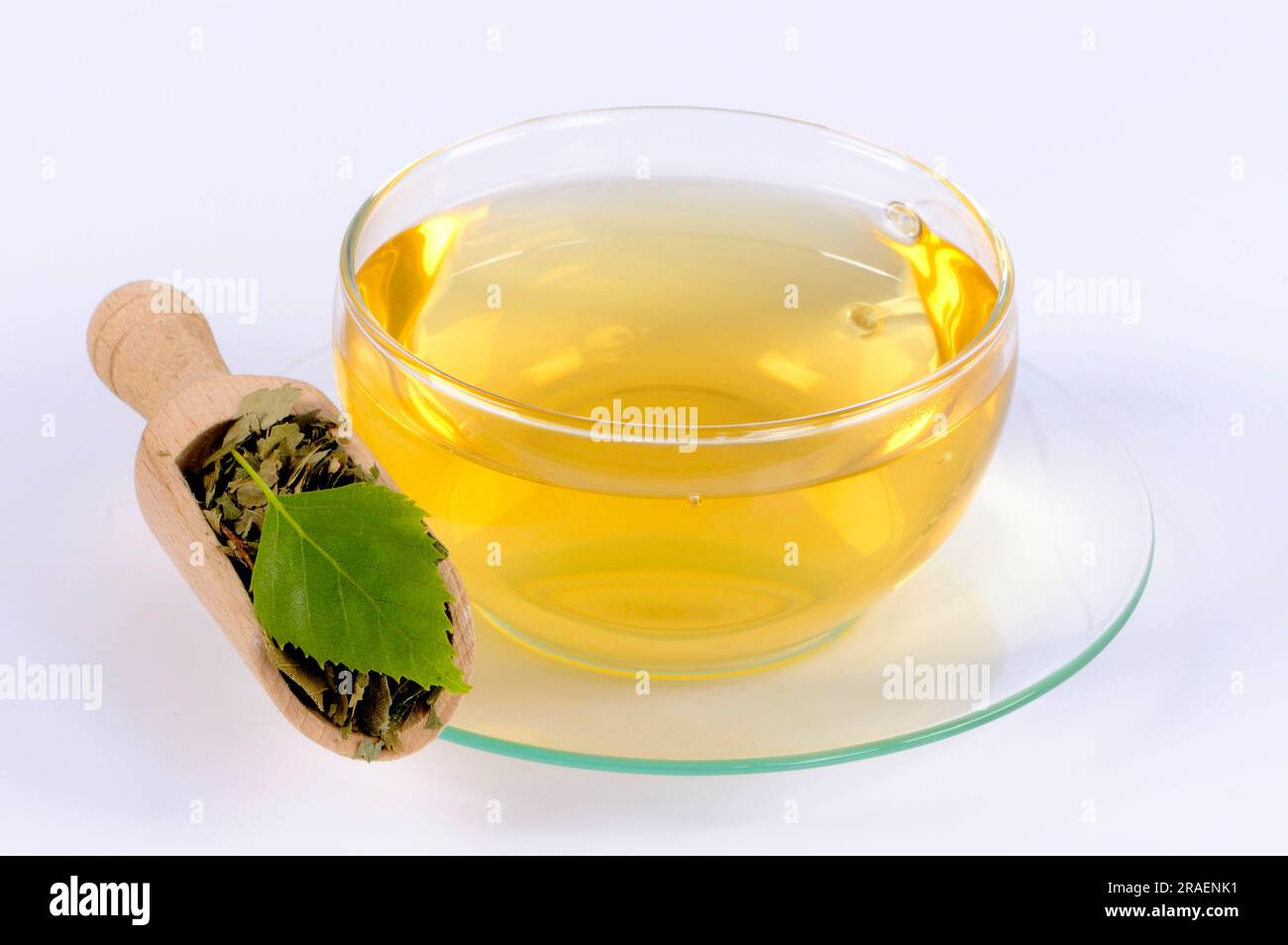 Cup of birch leaf tea, sand birch, white birch, weeping birch (Betula ...