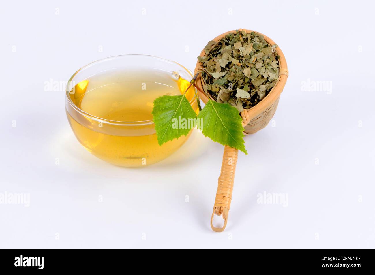 Cup of birch leaf tea, sand birch, white birch, weeping birch (Betula ...