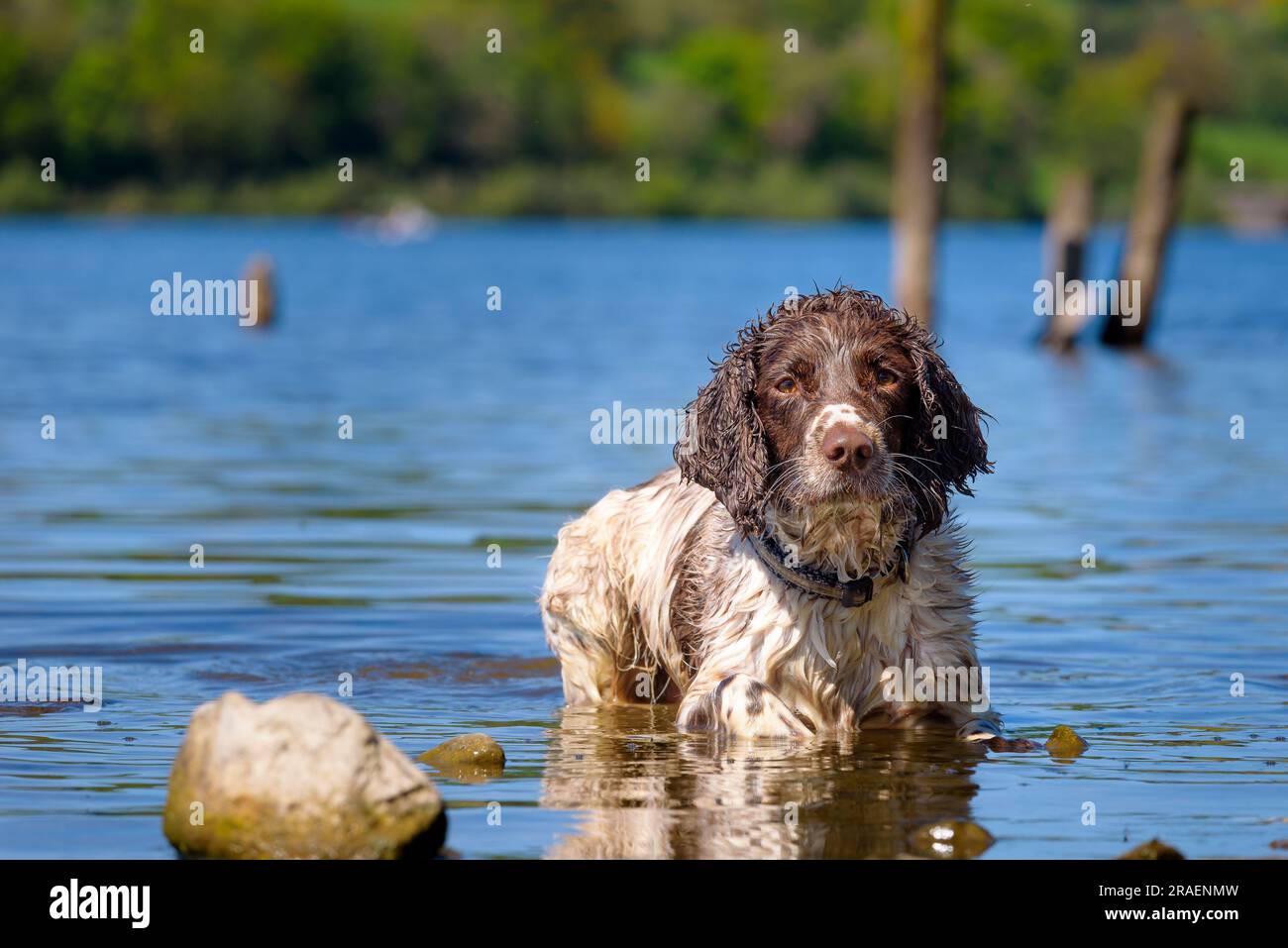 English Springer Spaniel Swimming at Ullswater in The Lake District, UK ...