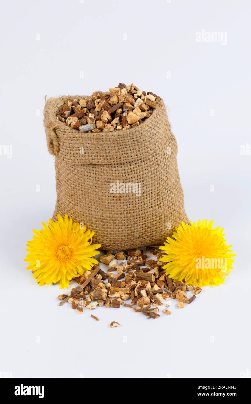 Dandelion (Taraxacum officinale), dried root, cut out, object Stock ...