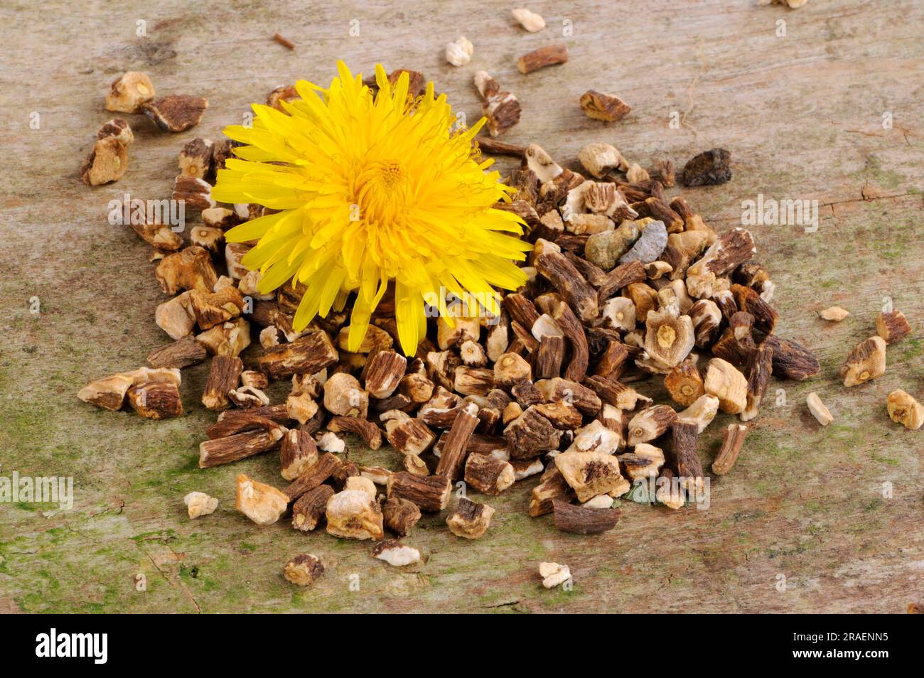 Dried dandelion root (Taraxacum officinale), dandelion Stock Photo - Alamy