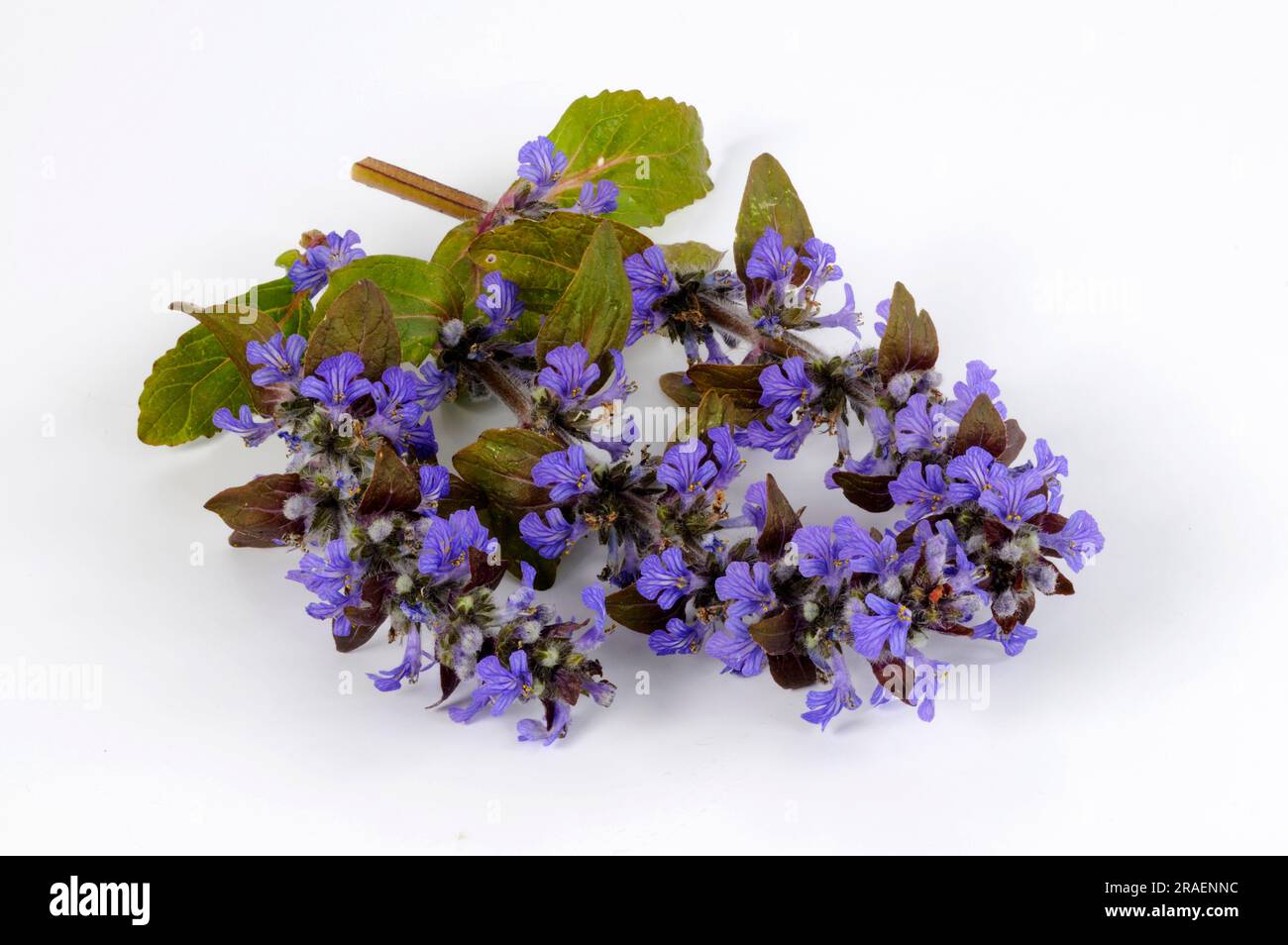 Common bugle, Ajuga reptans Stock Photo - Alamy