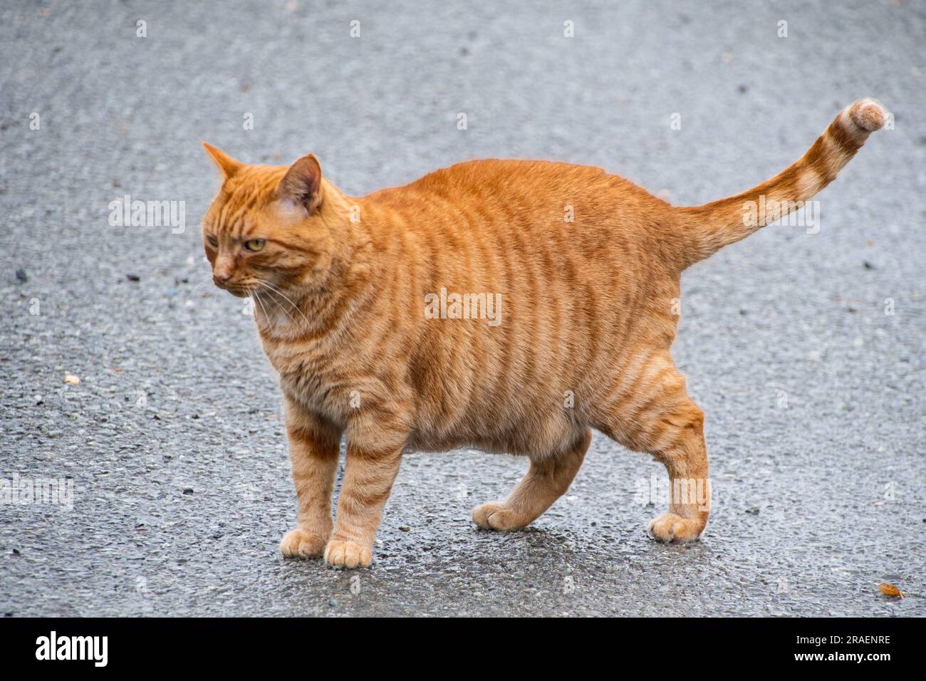 Beautiful ginger tom pet cat hi-res stock photography and images - Alamy