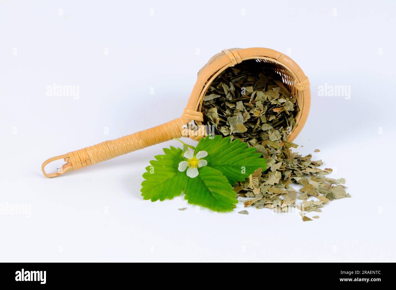 Wild strawberry, dried, wild strawberry (Fragaria vesca), free-standing ...