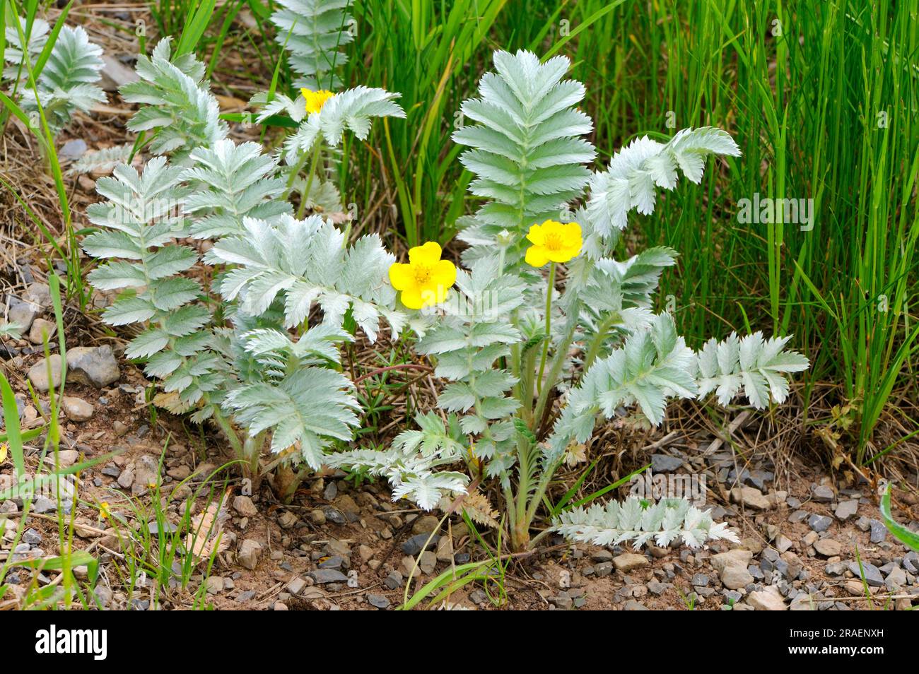 Silverweed (Potentilla anserina), Goose cinquefoil Stock Photo - Alamy