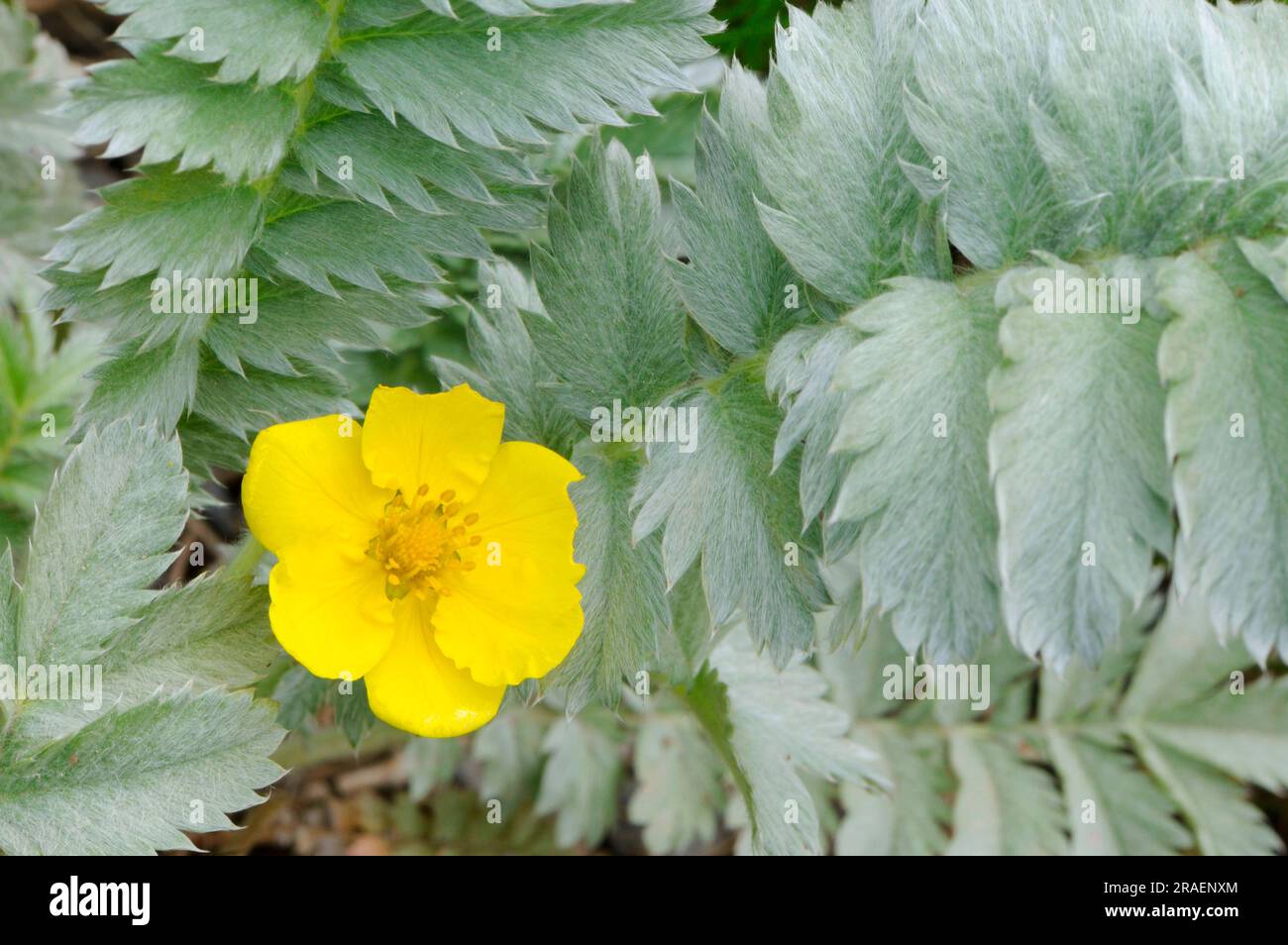 Silverweed (Potentilla anserina), Goose cinquefoil Stock Photo - Alamy