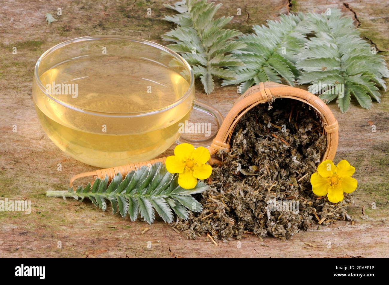 Cup goose cinquefoil tea (Potentilla anserina), goose cinquefoil, goose ...