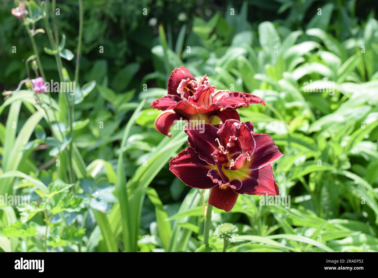 Show The Color Maroon