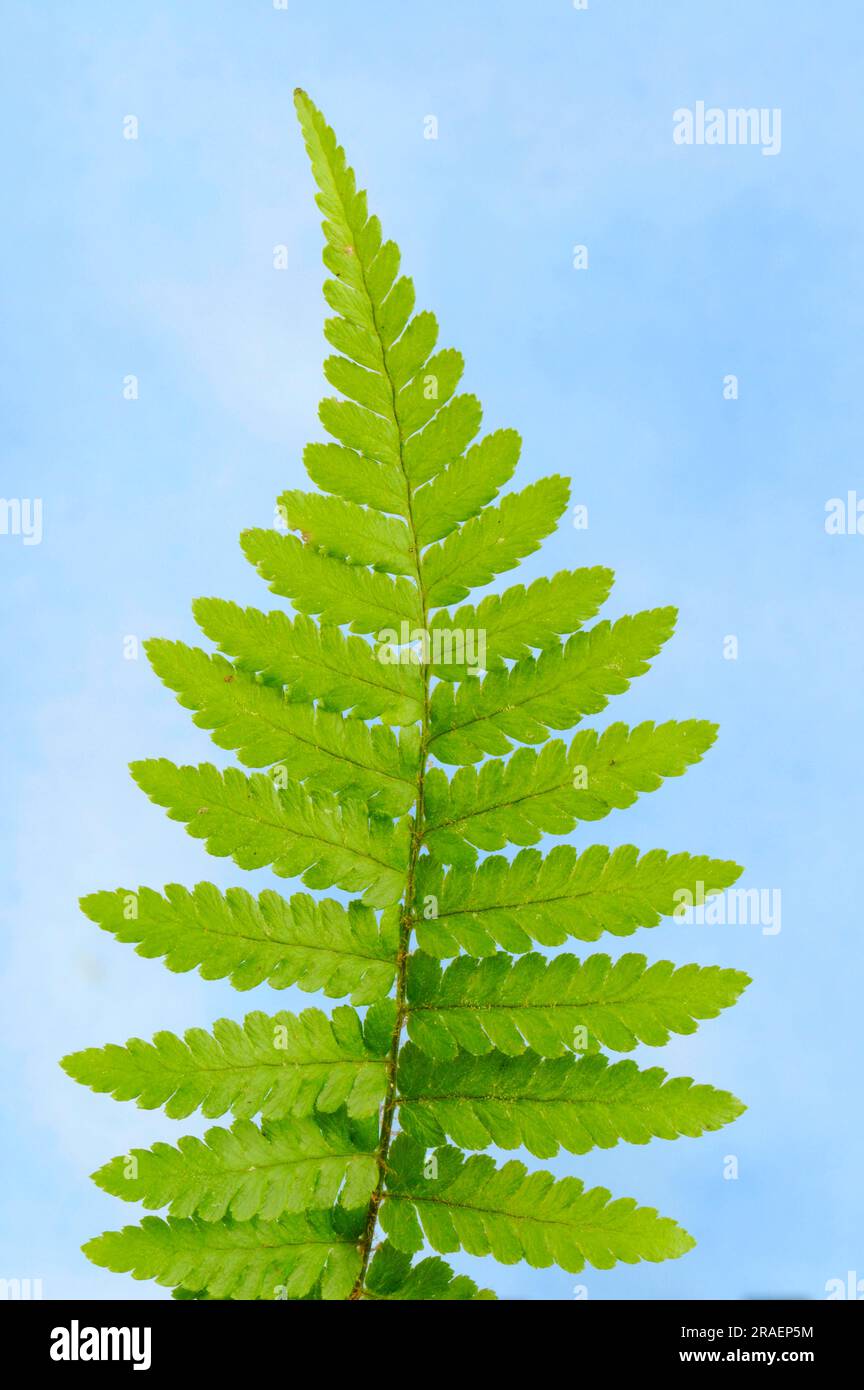 Male wood fern hi-res stock photography and images - Alamy