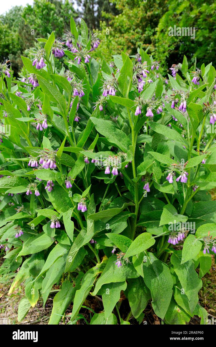 Comfrey ( Symphytum officinale Stock Photo - Alamy