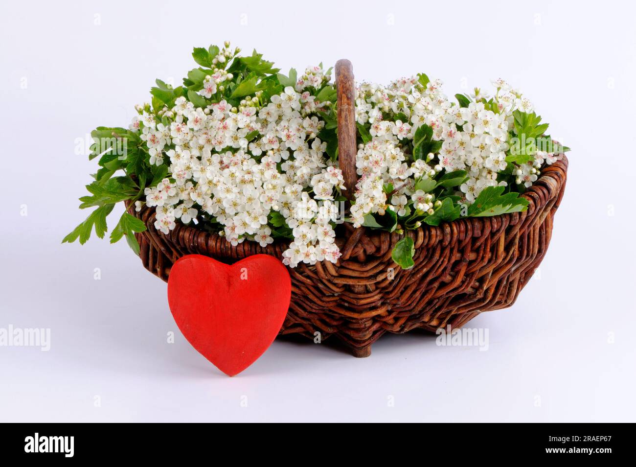 Common Common hawthorn (Crataegus monogyna), basket, heart Stock Photo ...