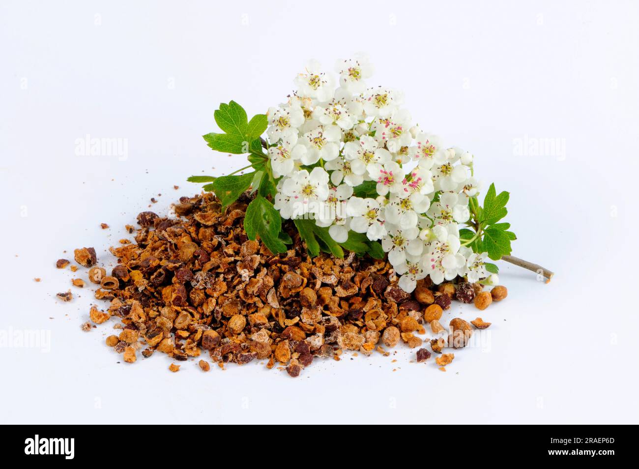 Hawthorn, dried, common Common hawthorn (Crataegus monogyna), free ...