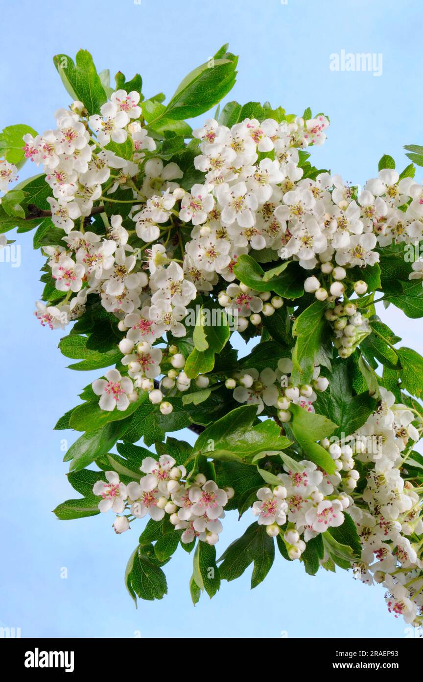 Botany rosaceae hawthorn crataegus hi-res stock photography and images ...