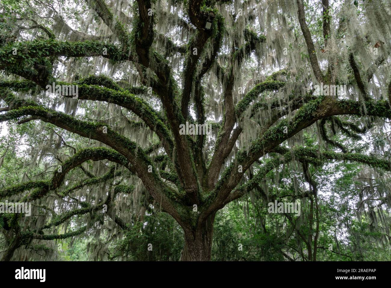A close-up view of a live oak tree with Spanish moss in lush summer ...