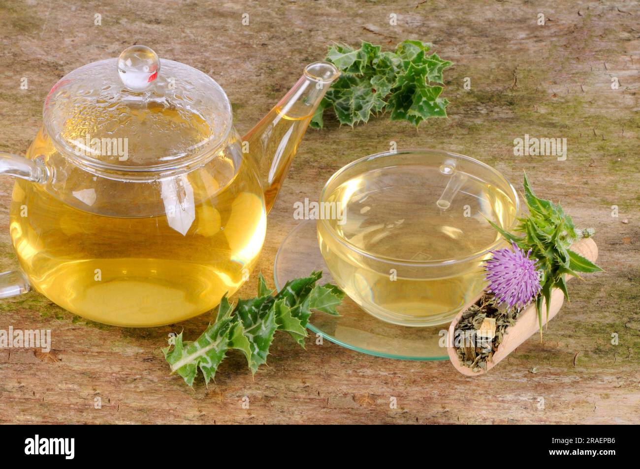 Cup and pot of milk thistle tea (Silybum marianum) (Carduus marianus ...
