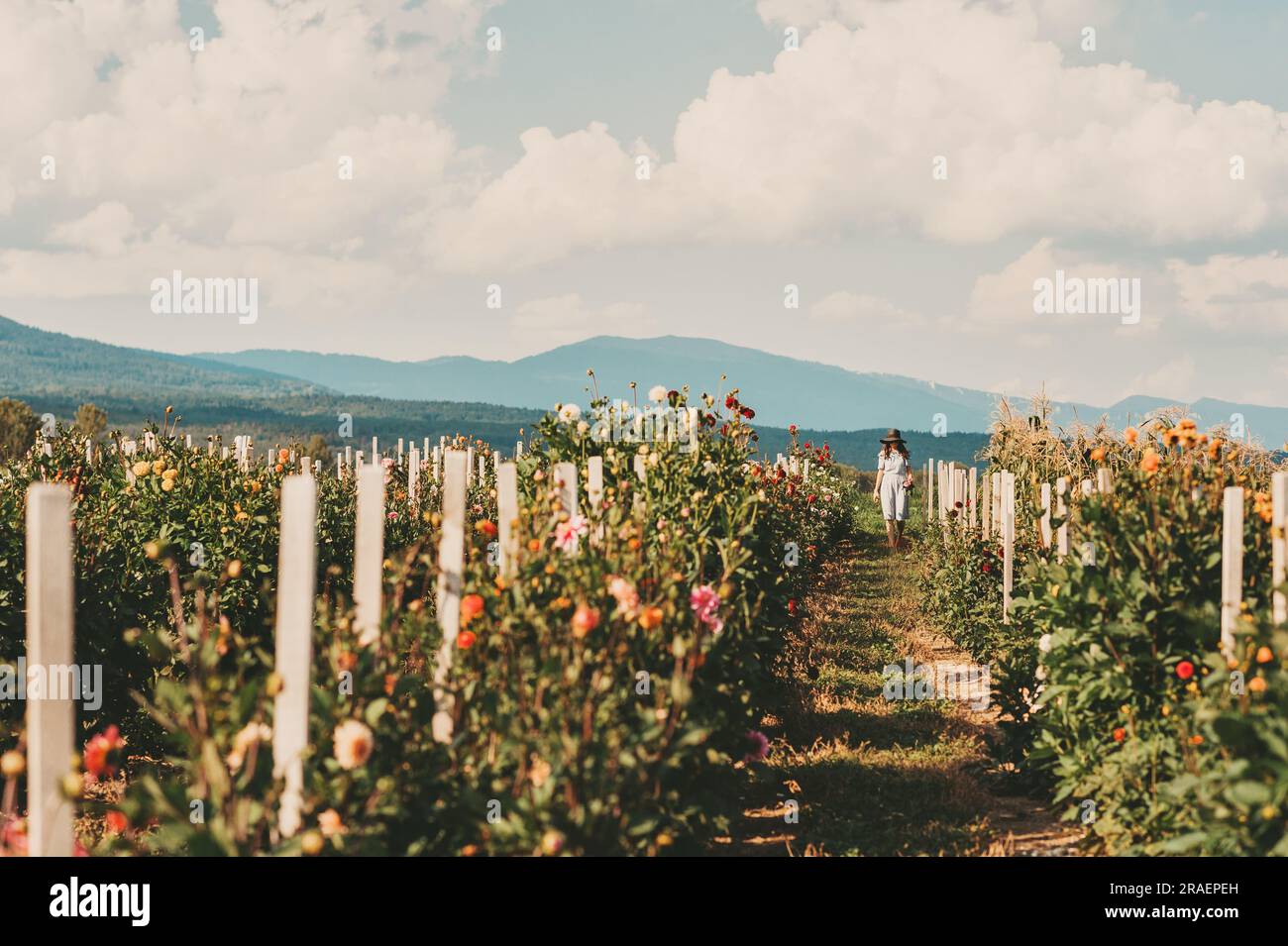 Summer flower fields with chrysanthemum flowers, woman collecting ...