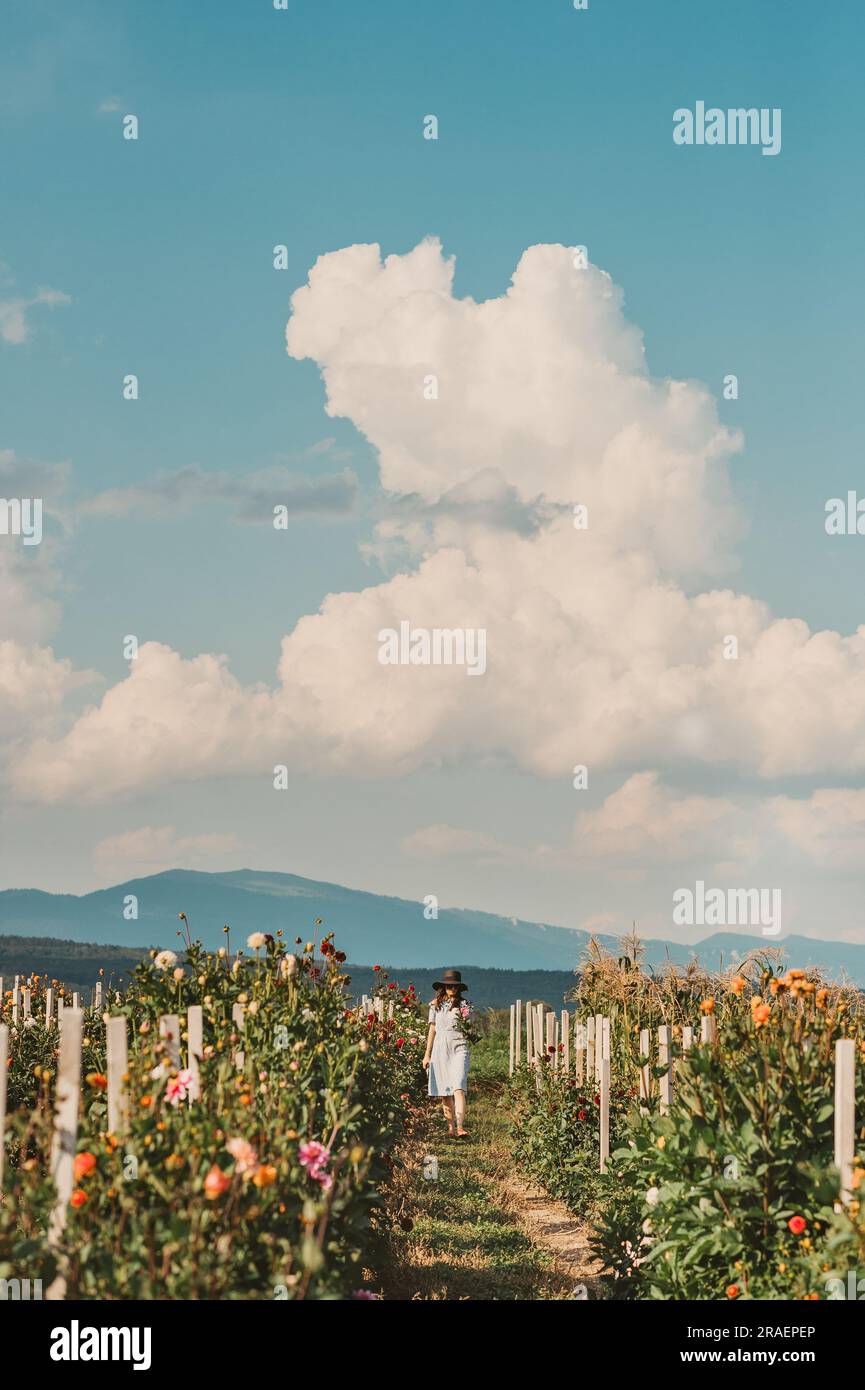 Summer flower fields with chrysanthemum flowers, woman collecting ...