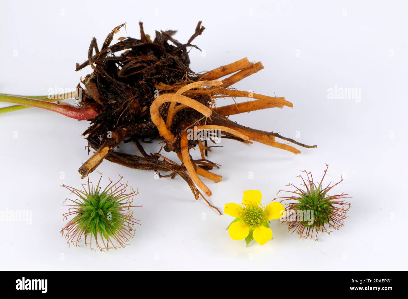 Wood avens (Geum urbanum), blossom, fruit and root, Benedikten root ...