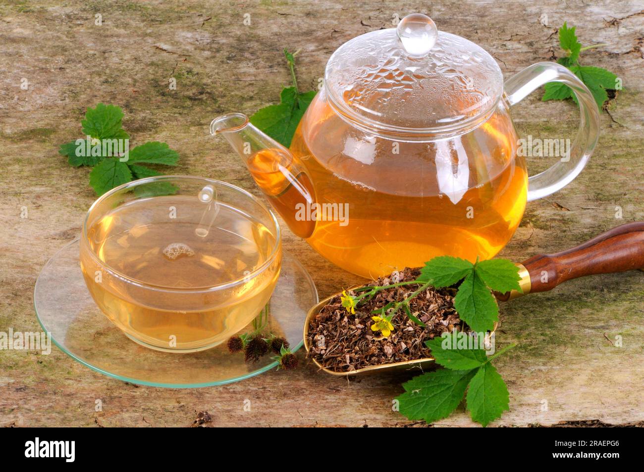 Real clove root hi-res stock photography and images - Alamy