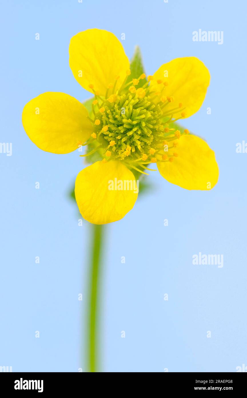 Wood avens (Geum urbanum), Benedicte root, buschnelk root, Hail to all ...