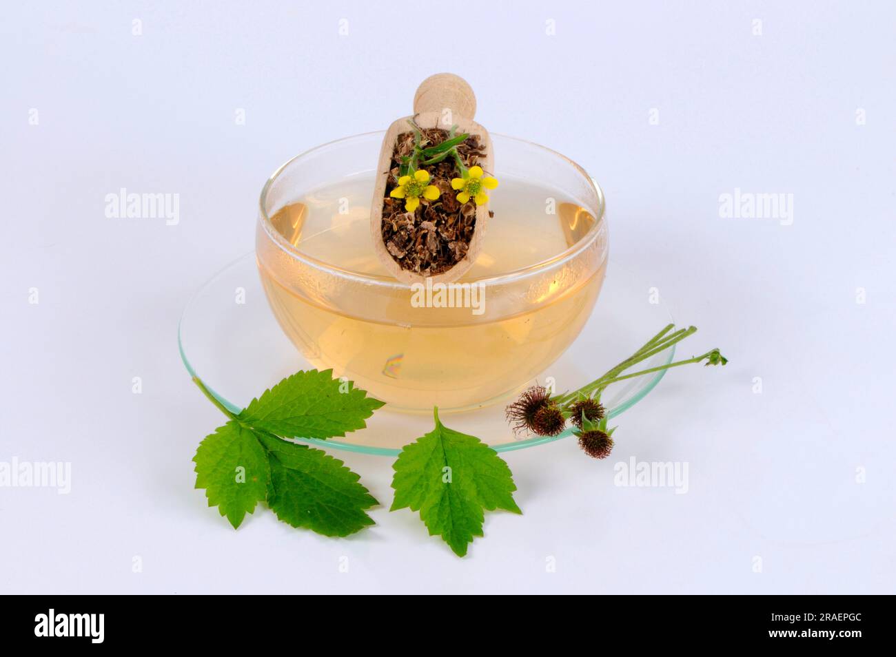 Cup of real (Geum urbanum) clove root tea, benedicte root, buschnelk ...