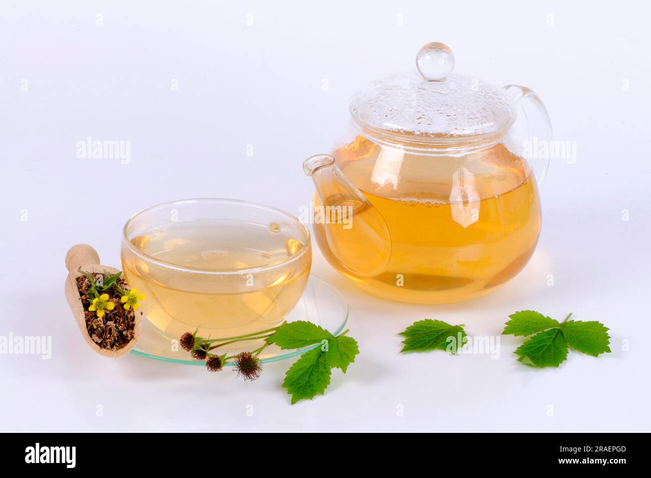 Cup and pot of real (Geum urbanum) clove root tea, benedict root ...