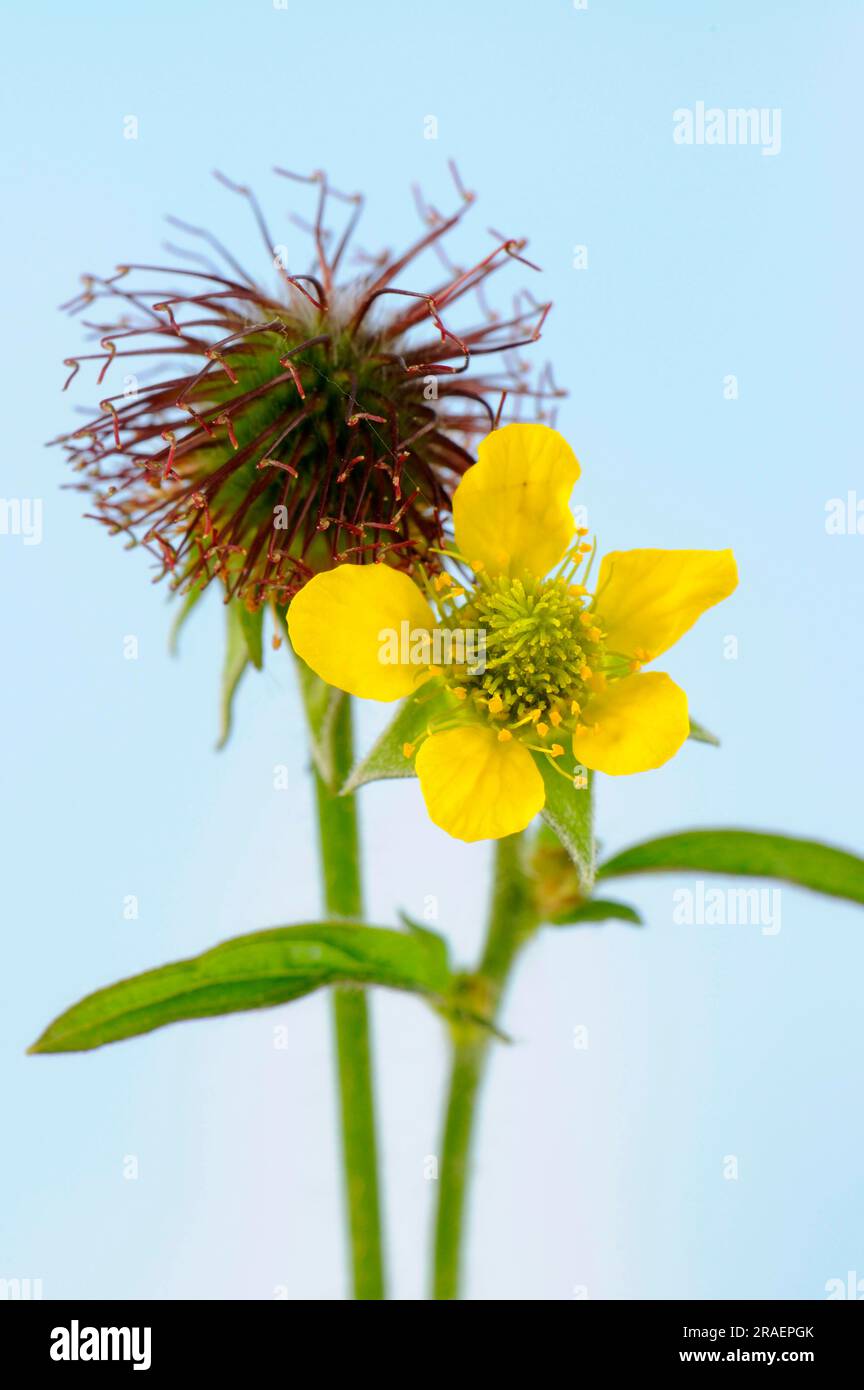 Wood avens (Geum urbanum), Benedicte root, buschnelk root, Hail to all ...