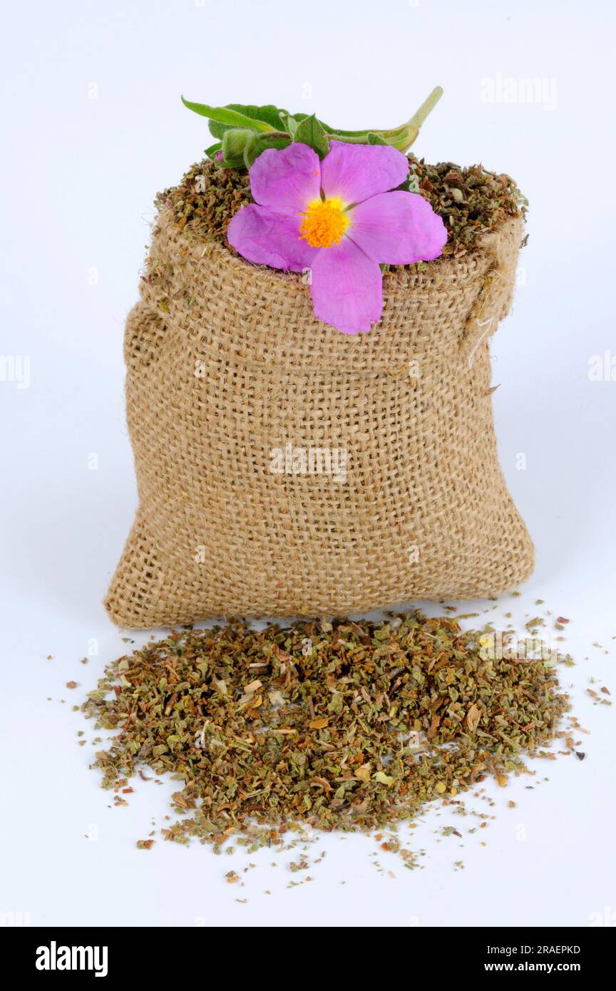 Cistus, dried (Cistus incanus tauricus), grey-hairy cistus, free ...