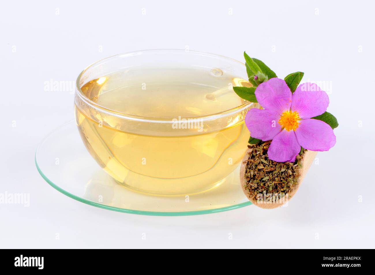 Cup of cistus tea (Cistus incanus tauricus), Grey-hair cistus Stock ...