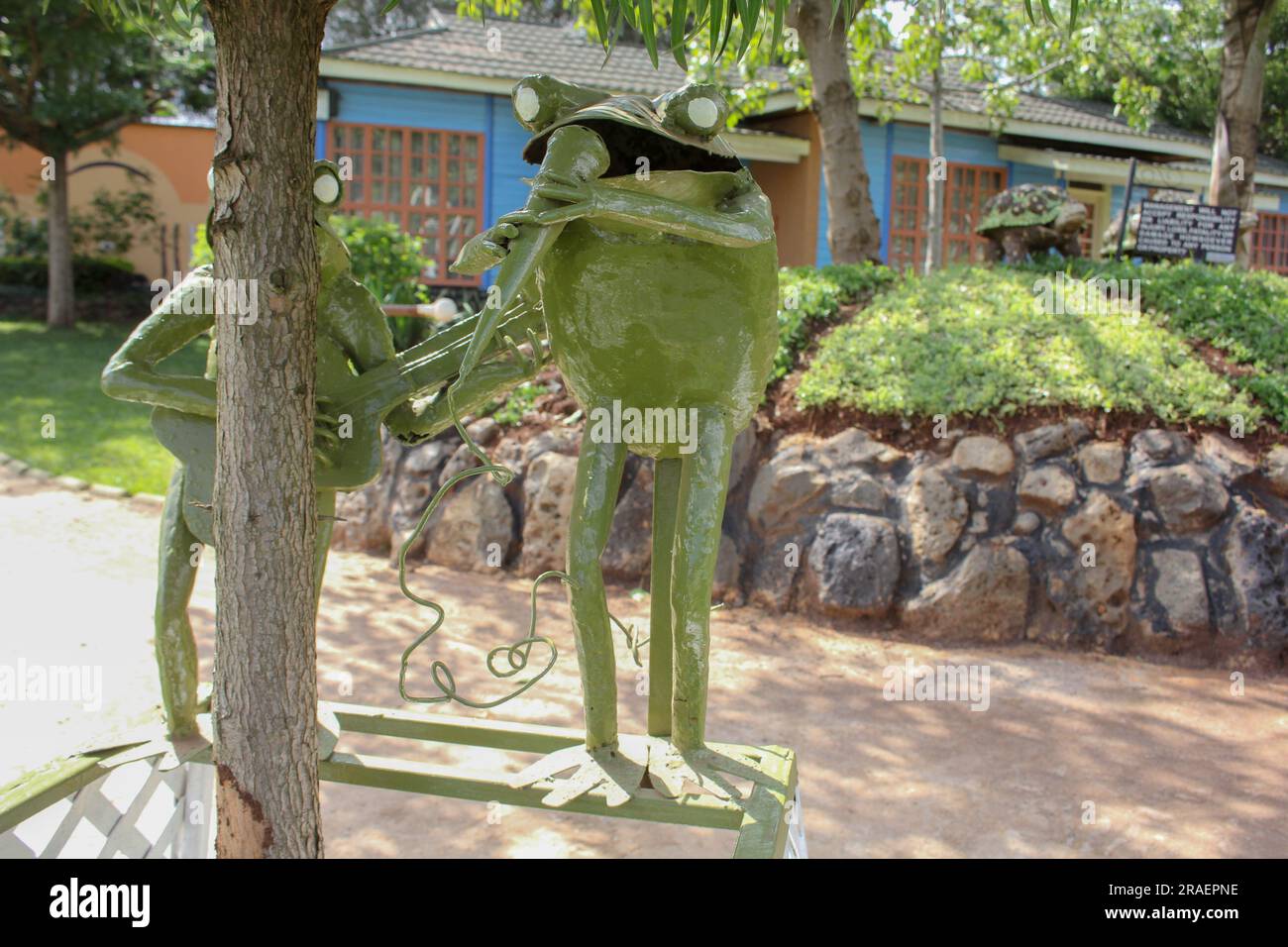 Funny frogs singing Stock Photo - Alamy