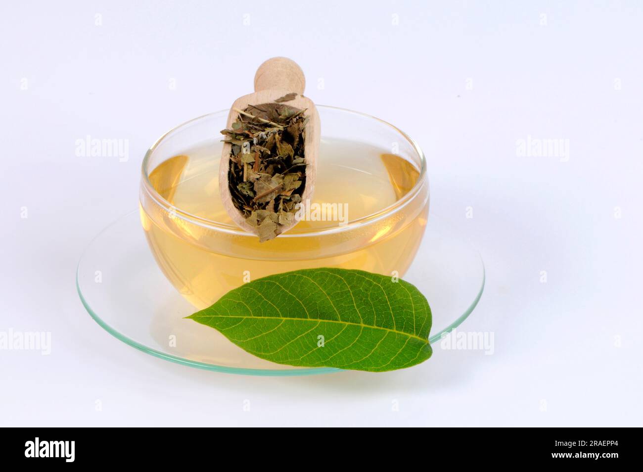 Cup of walnut leaf tea (Juglans regia), walnut, walnut leaf tea, walnut ...