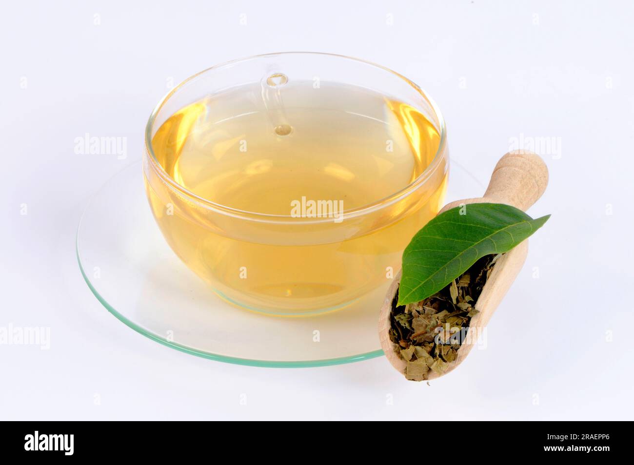 Cup of walnut leaf tea (Juglans regia), walnut, walnut leaf tea, walnut ...
