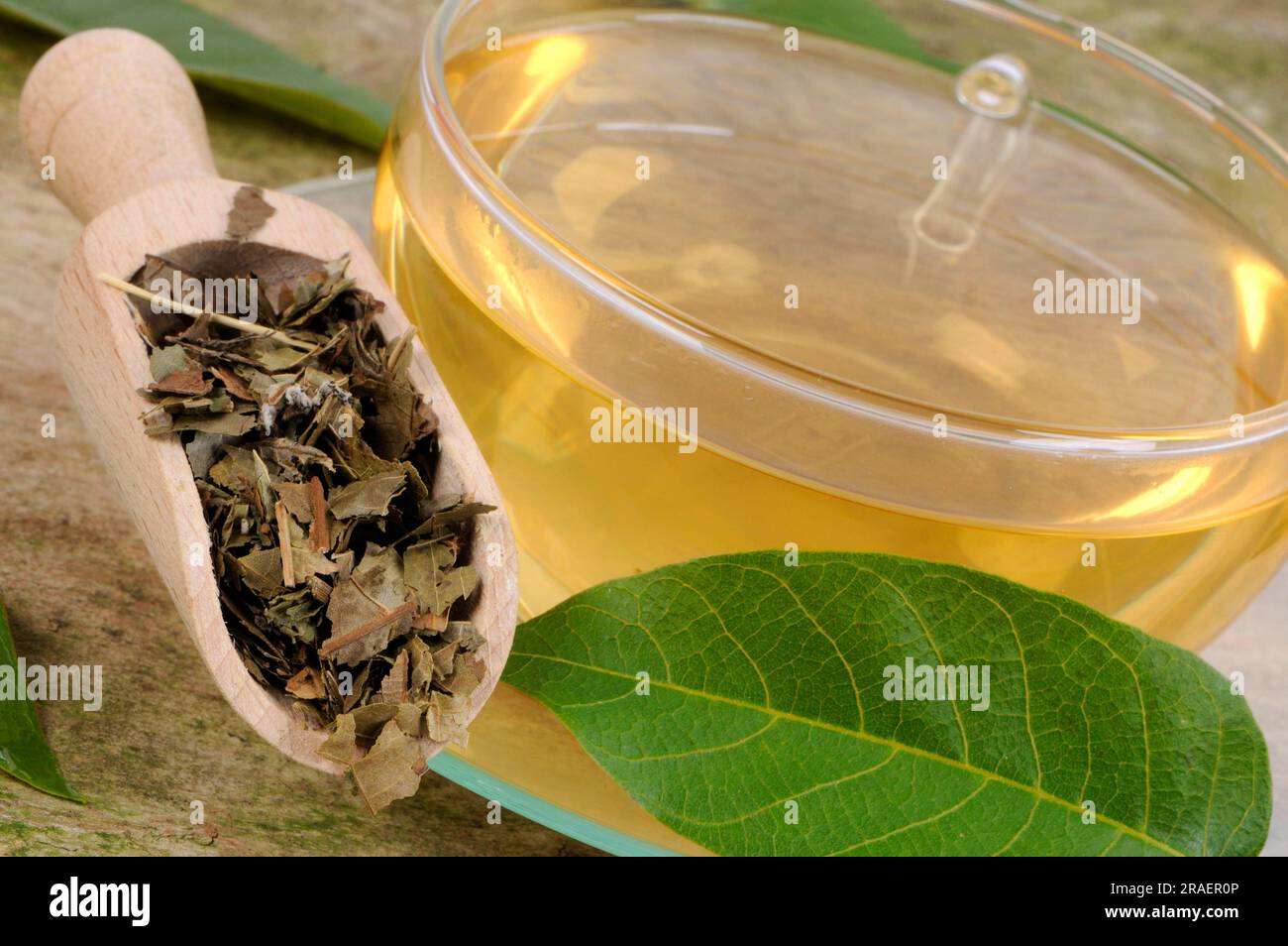 Cup of walnut leaf tea (Juglans regia), walnut, walnut leaf tea, walnut ...