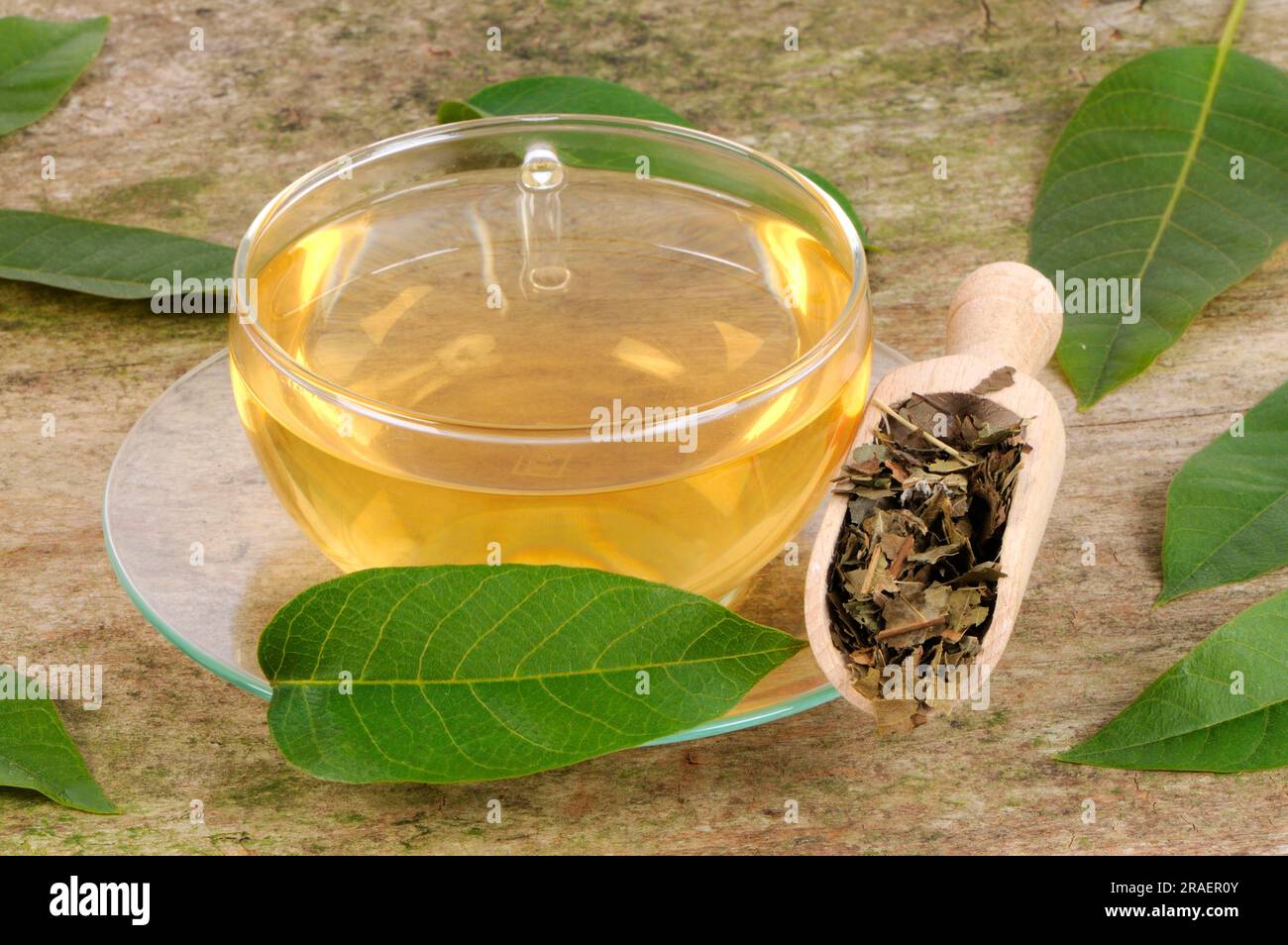 Cup of walnut leaf tea (Juglans regia), walnut, walnut leaf tea, walnut ...