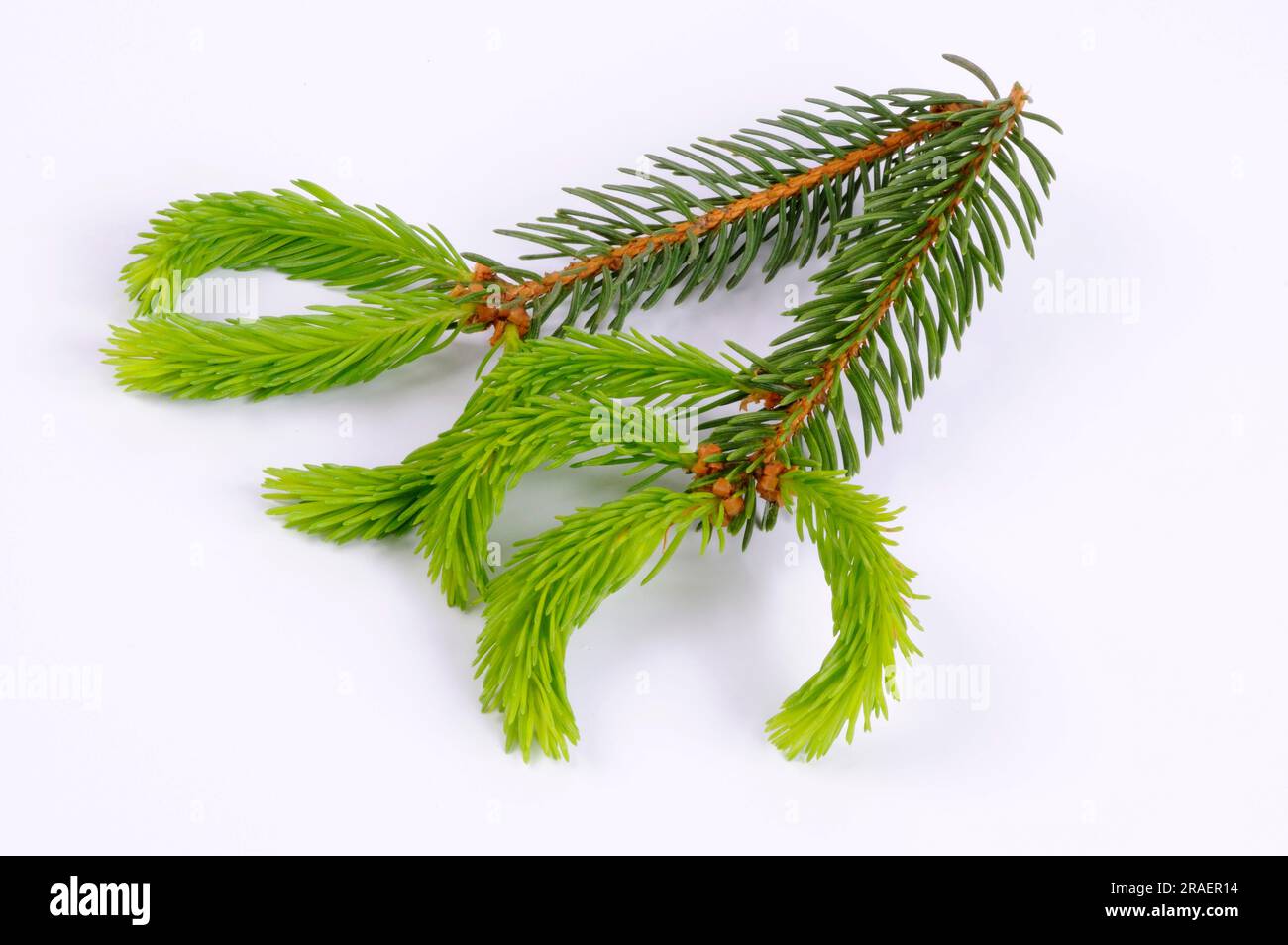 Norway spruce cutout hi-res stock photography and images - Alamy