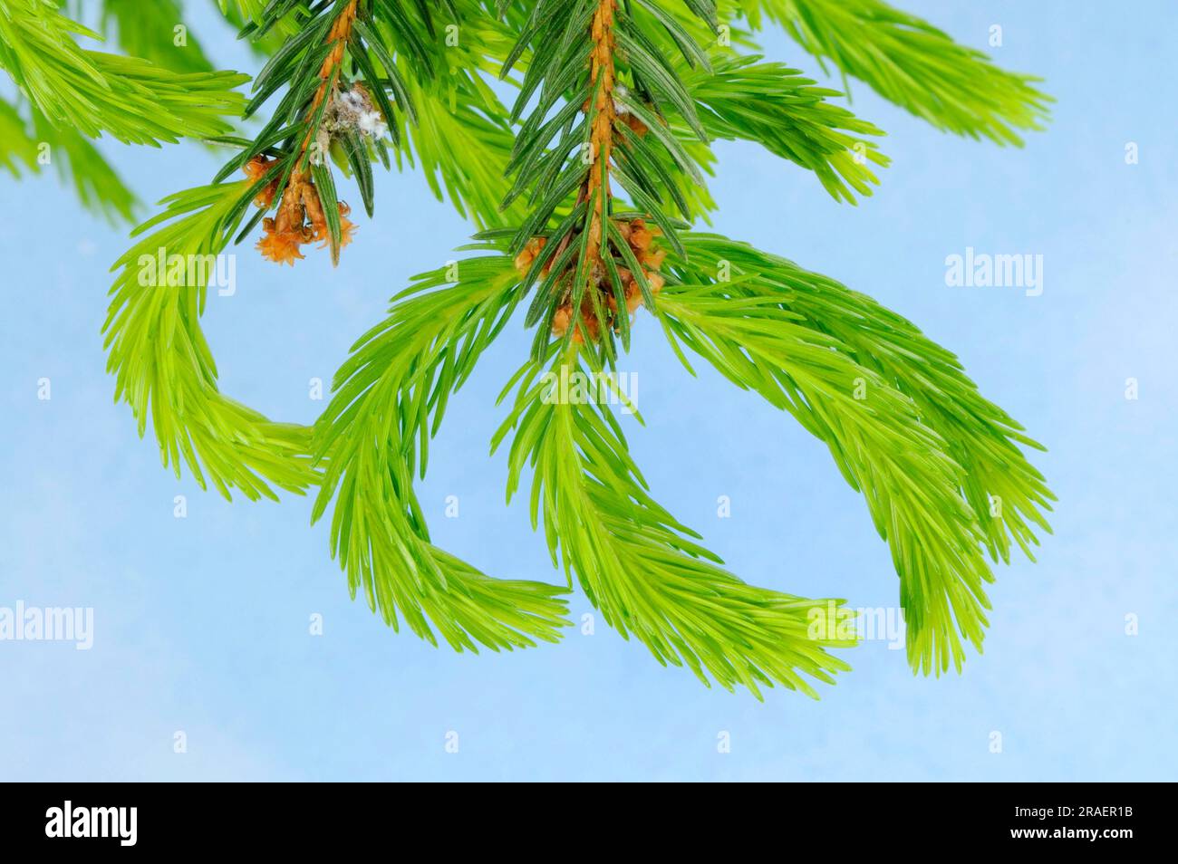 Norway spruce (Picea abies), fresh tops Stock Photo - Alamy