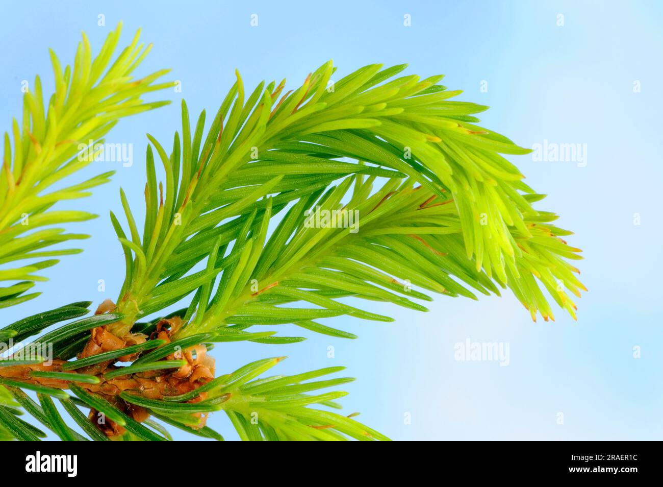 Norway spruce (Picea abies), fresh tops Stock Photo - Alamy