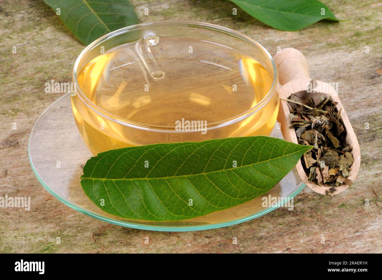 Cup of walnut leaf tea (Juglans regia), walnut, walnut leaf tea, walnut ...
