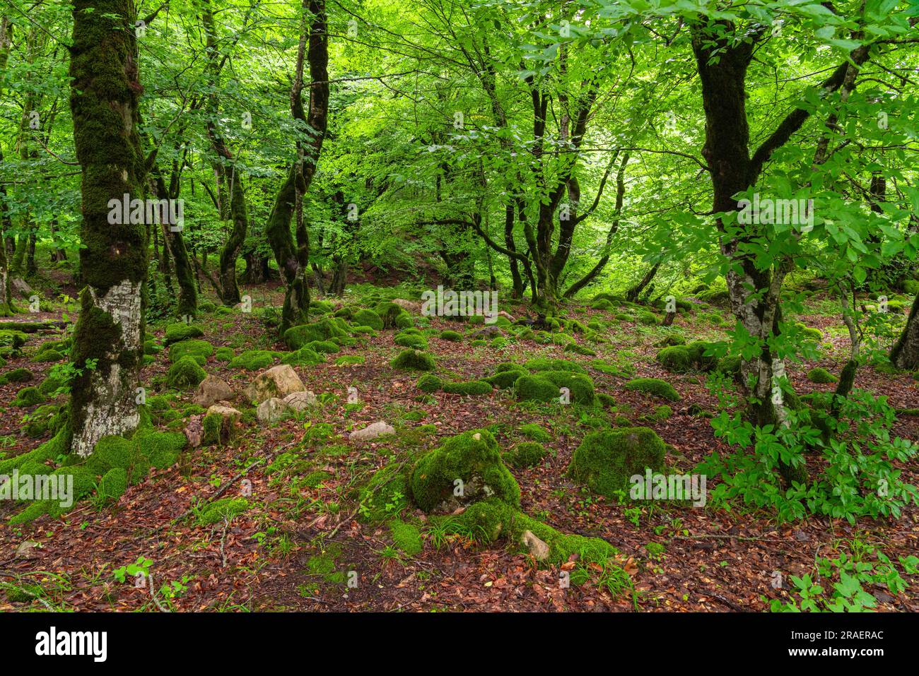 Moss overgrown boulders in a green wet forest Stock Photo - Alamy