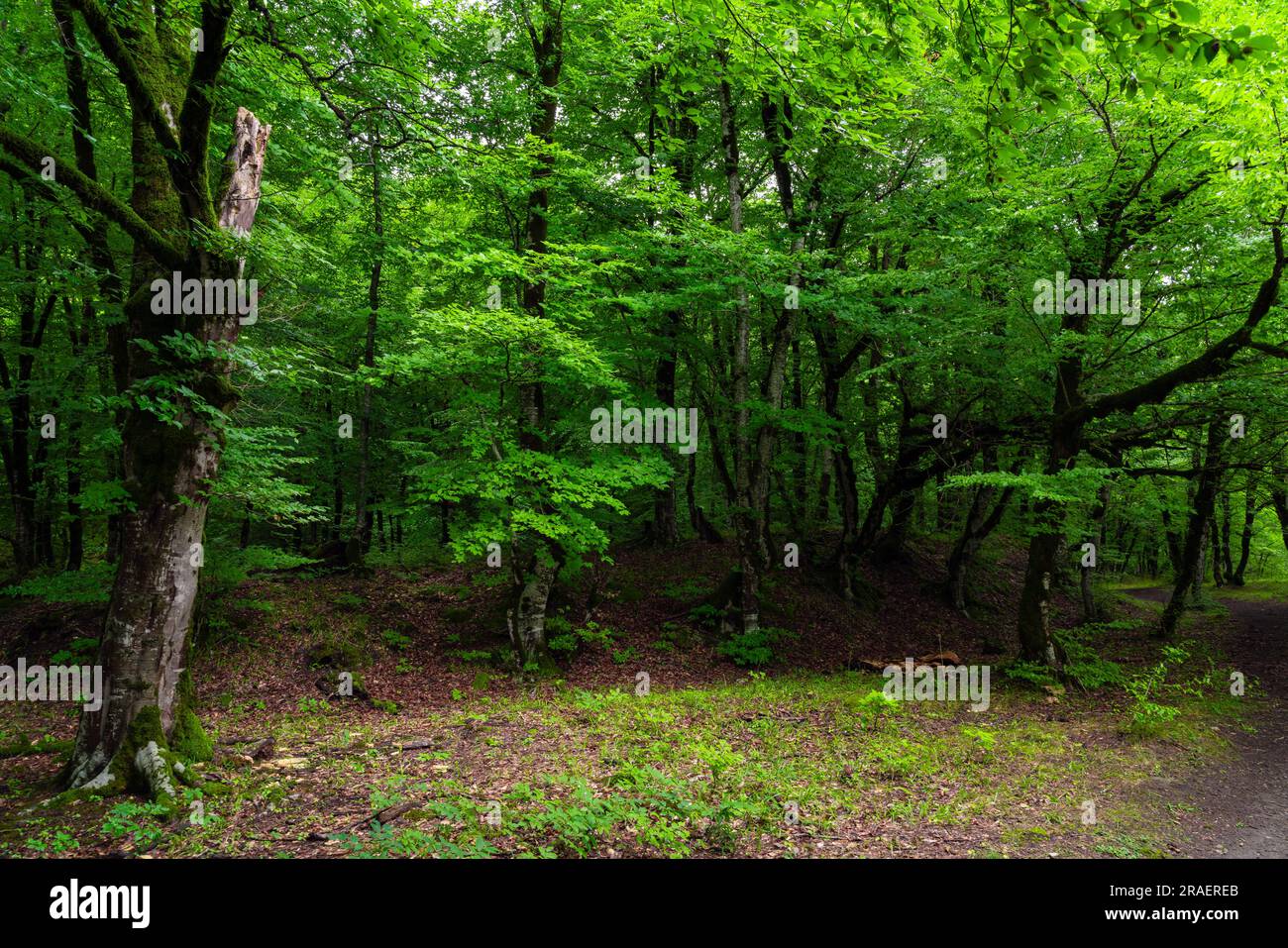 Dense green wet forest at rainy season Stock Photo - Alamy