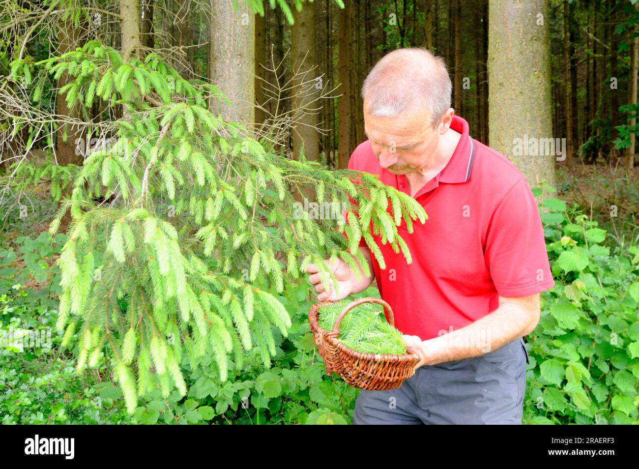 Man collects spruce tops, common spruce (Picea abies), red spruce Stock ...