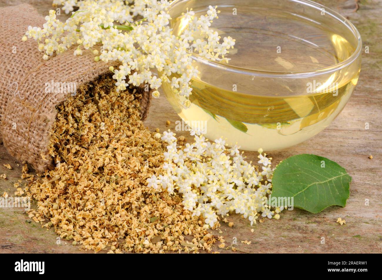 Cup of elderflower tea, elderflower tea, Elder (Sambucus nigra Stock ...