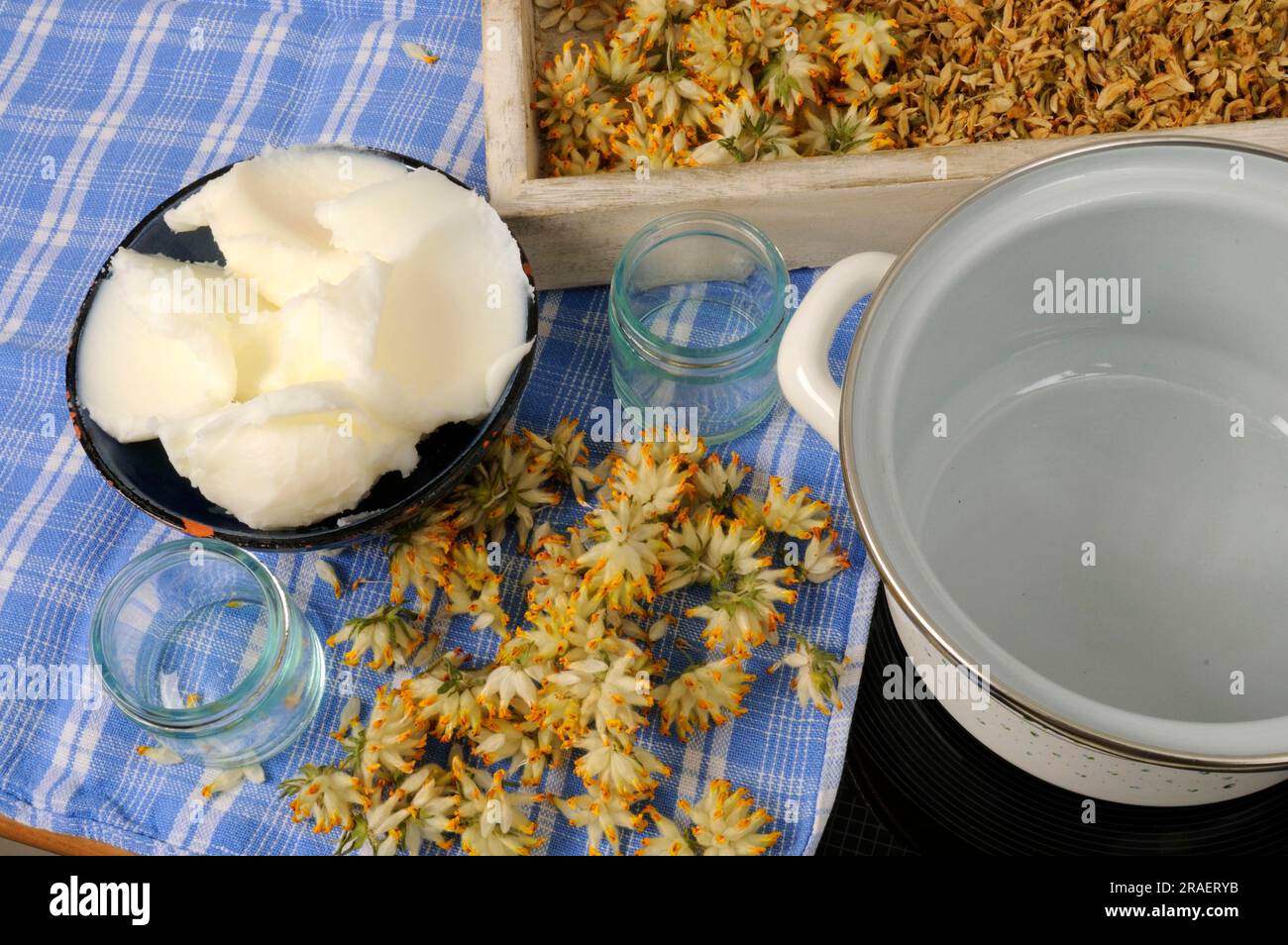 Preparation of wound clover ointment (Anthyllis vulneraria Stock Photo ...